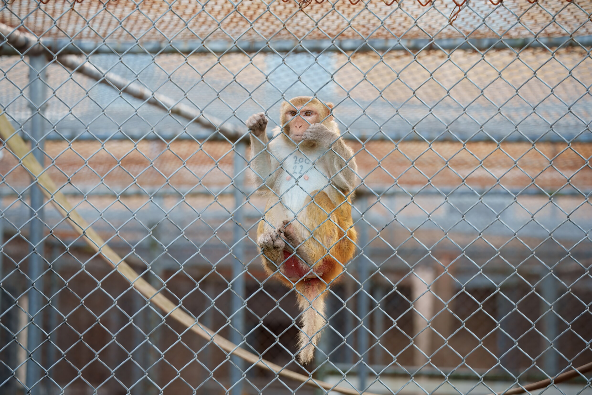 Apentestcentrum heeft een nieuwe directeur. ‘De Apenhel van Rijswijk ...