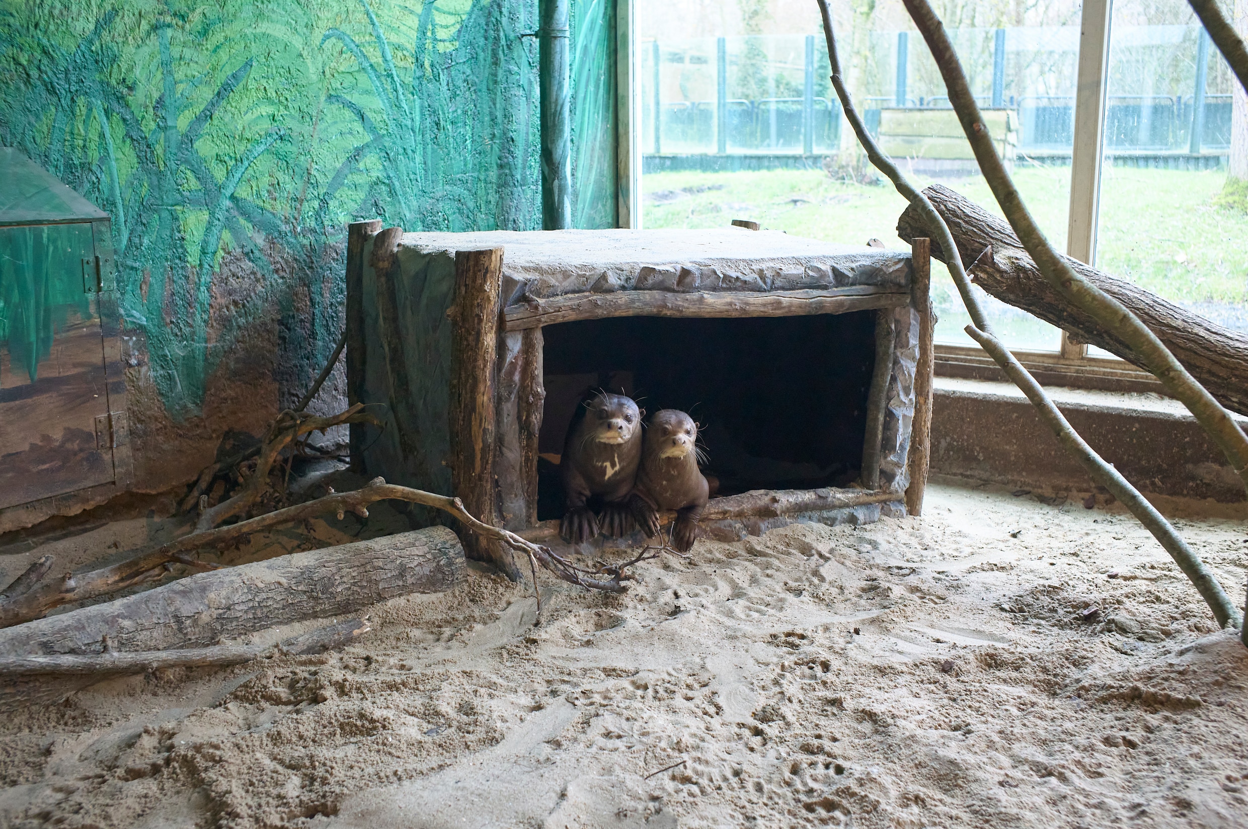 Bloeit er iets moois op tussen deze reuzenotters? In Argentinië, waar ...