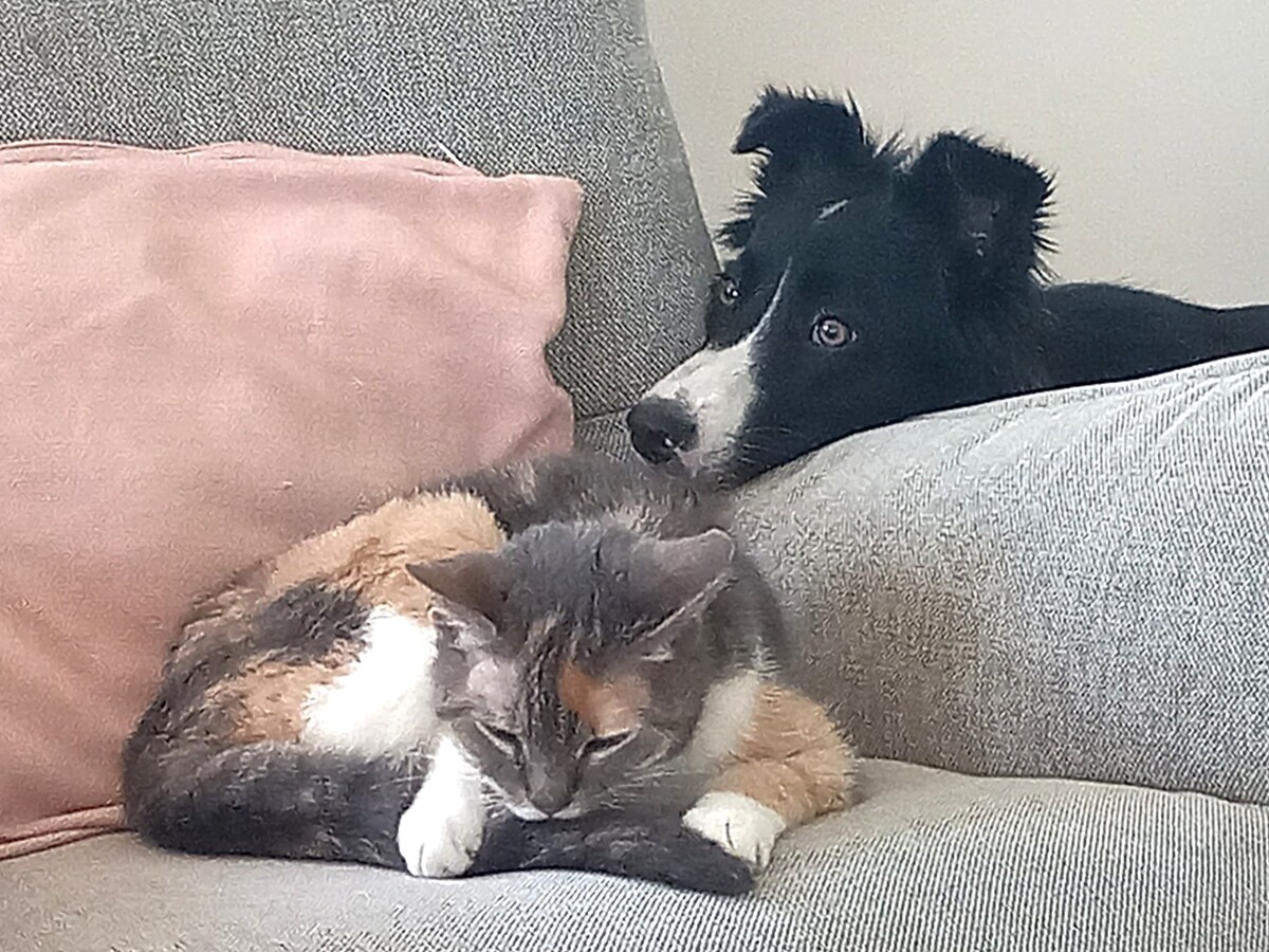 Hond En Kat Vriendschapscitaten Beste Interactieve Kat (of Hond) 2025