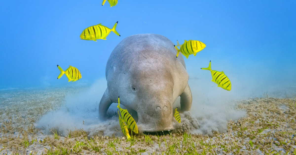 Zeekoeien rond het Thaise eiland Koh Mook zijn bijna verdwenen | Trouw