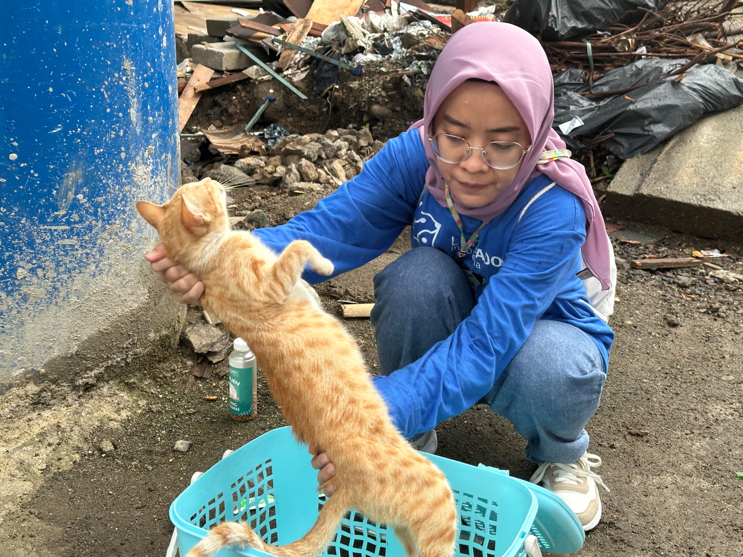 Een laatste aai en Rossa slaat toe. Eén voor één worden de straatkatten in Bogor gesteriliseerd ...