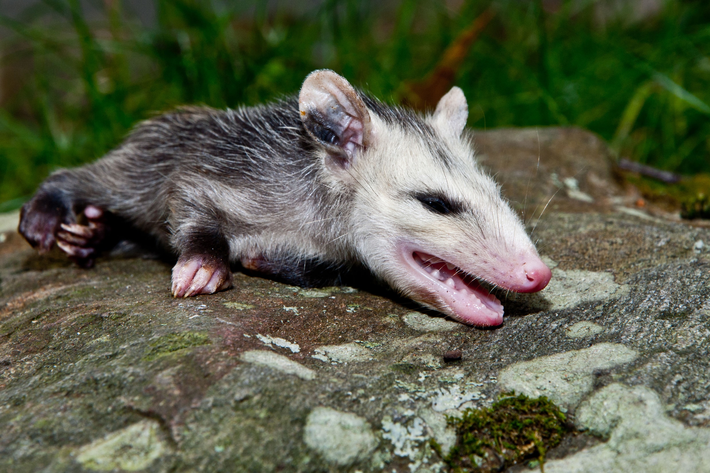 Filosofe Susana Monsó weet het zeker: dieren snappen de dood | Trouw