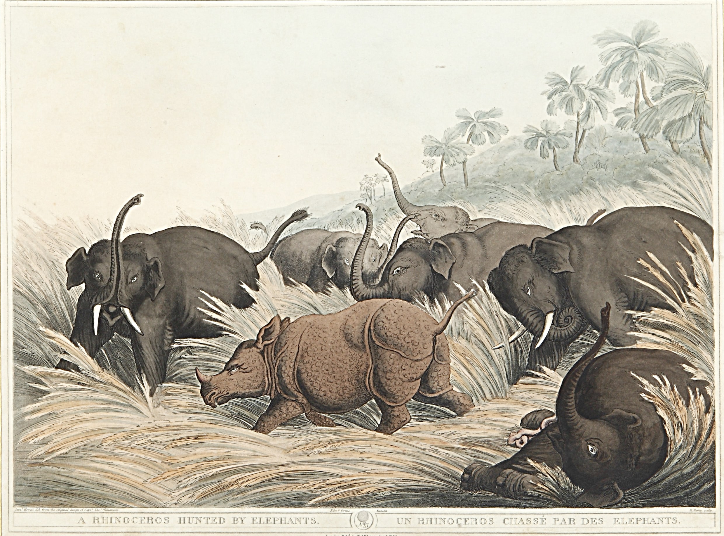 Waarom de geboorte van een Javaanse neushoorn wereldwijd nieuws werd ...