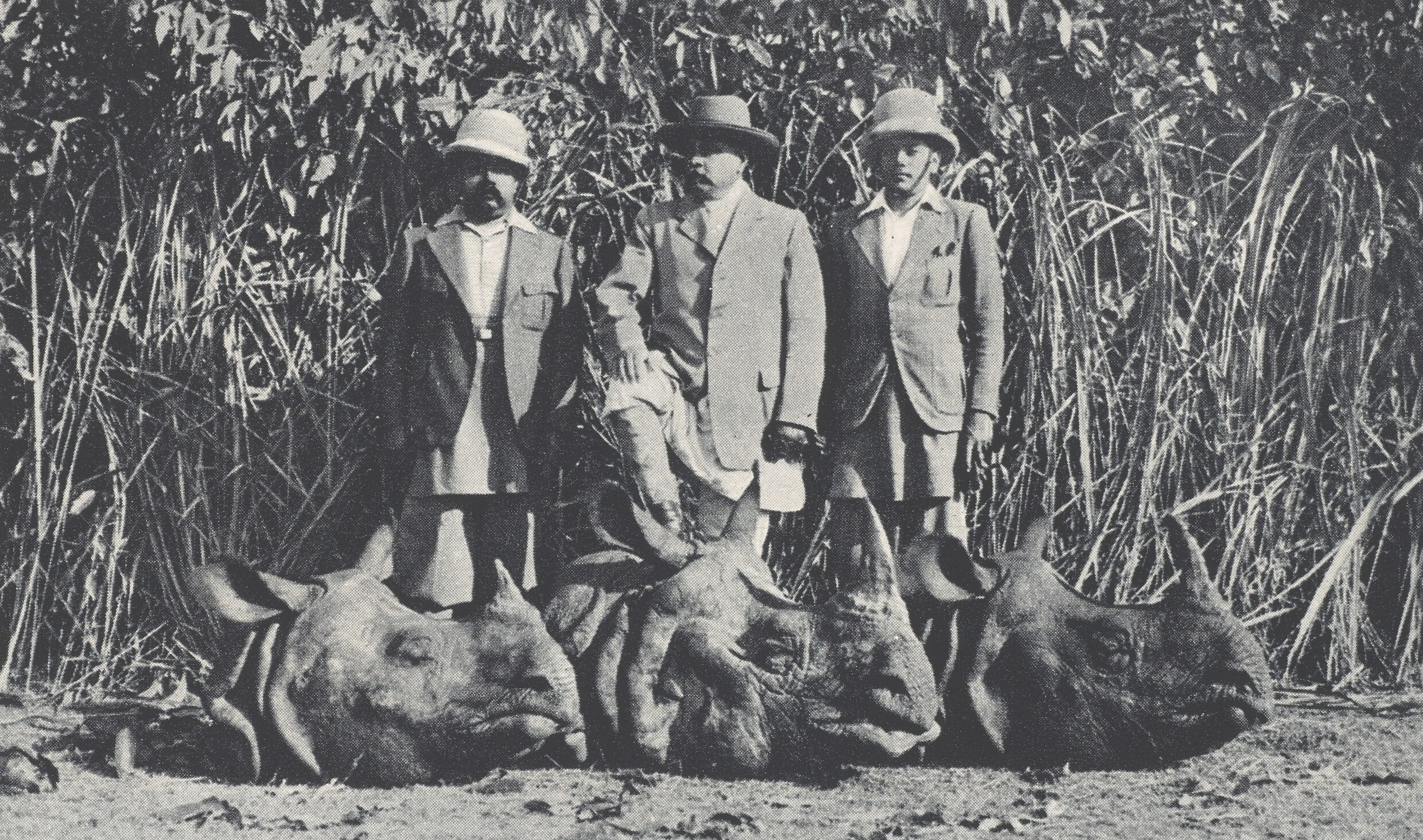 Waarom de geboorte van een Javaanse neushoorn wereldwijd nieuws werd ...