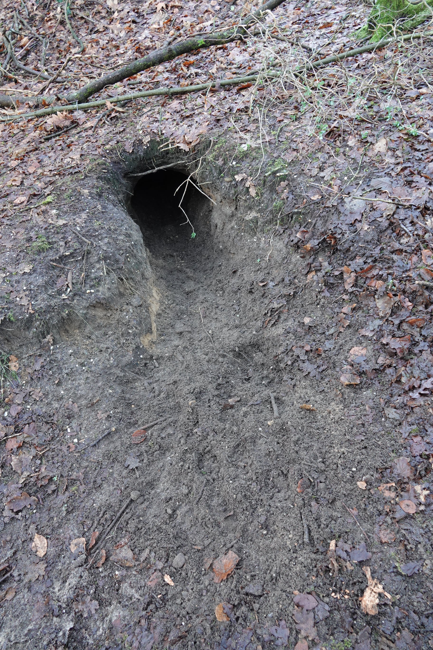 Het is onlogisch om zowel vossen als wolven te haten | Trouw