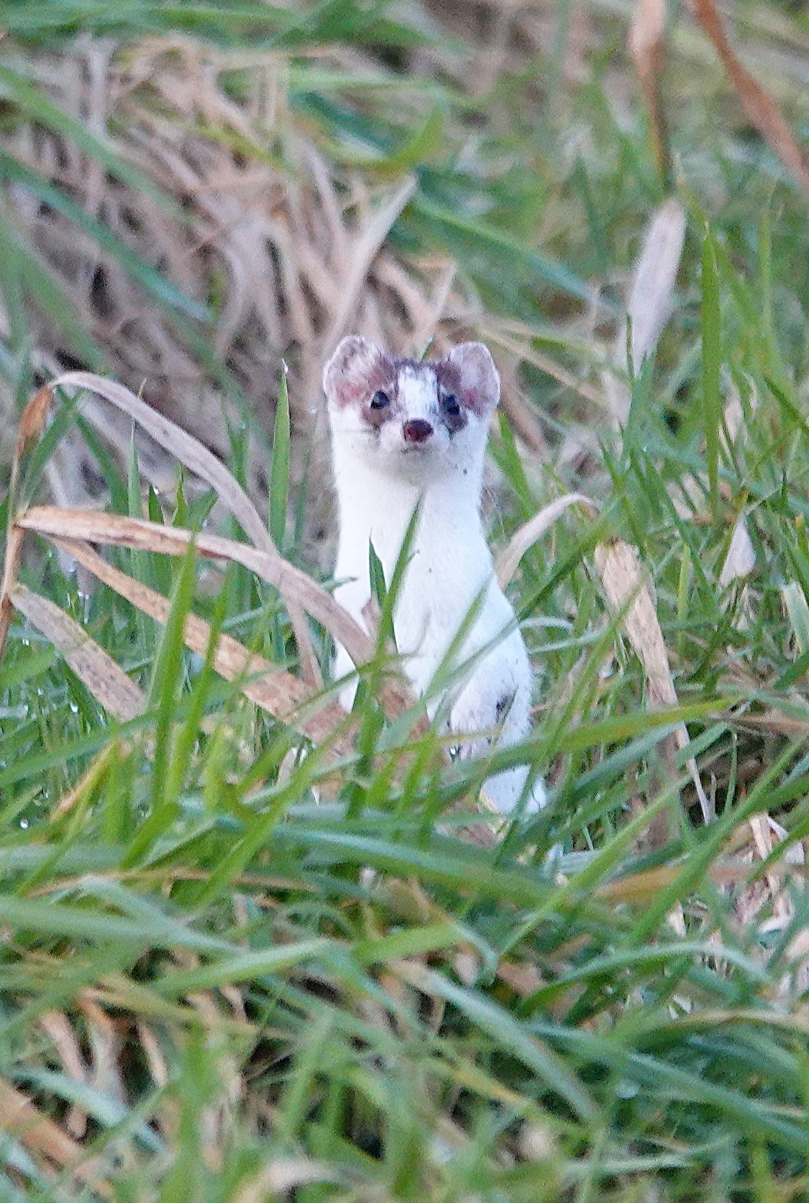 (On)zichtbaar witte glimp van een hermelijn | Trouw