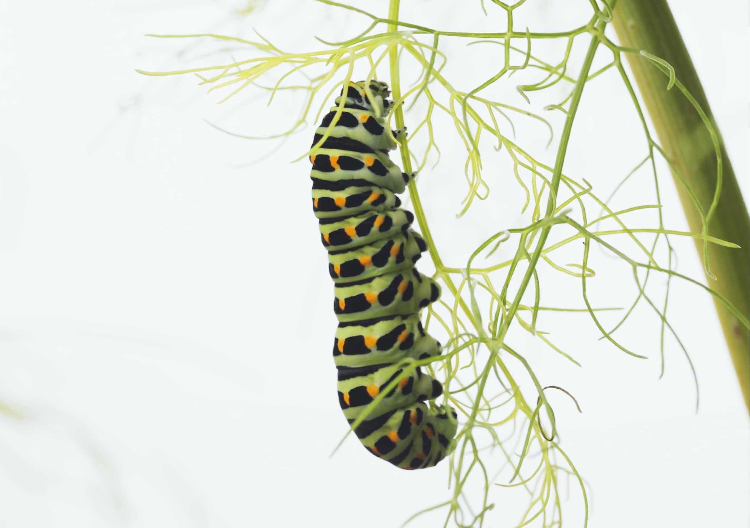 Recensie: De metamorfose van rups naar vlinder, een prikkelende kijk op ...