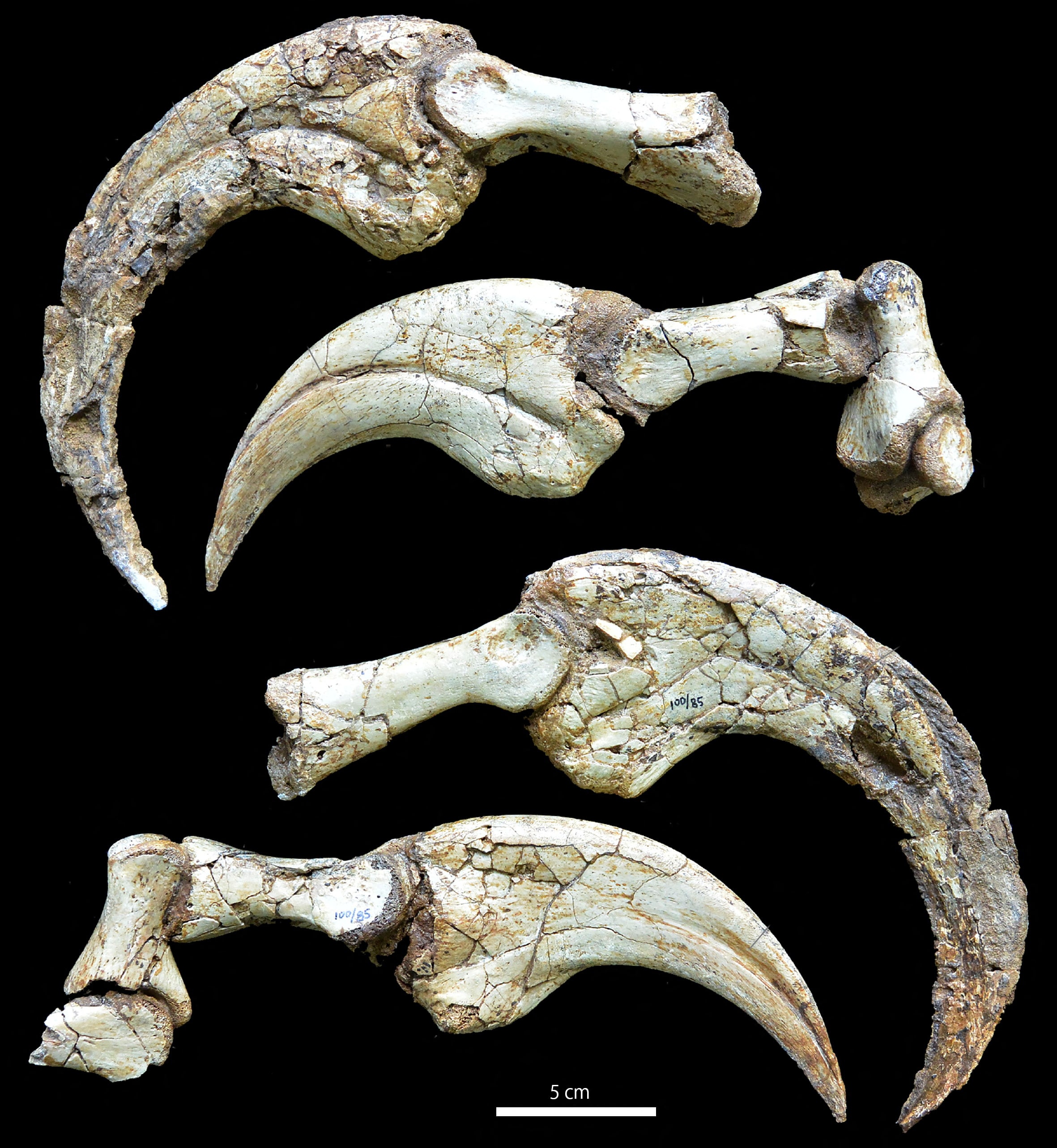 Unieke dinosaurus met vingers als snoeischaren ontdekt in Mongoolse ...