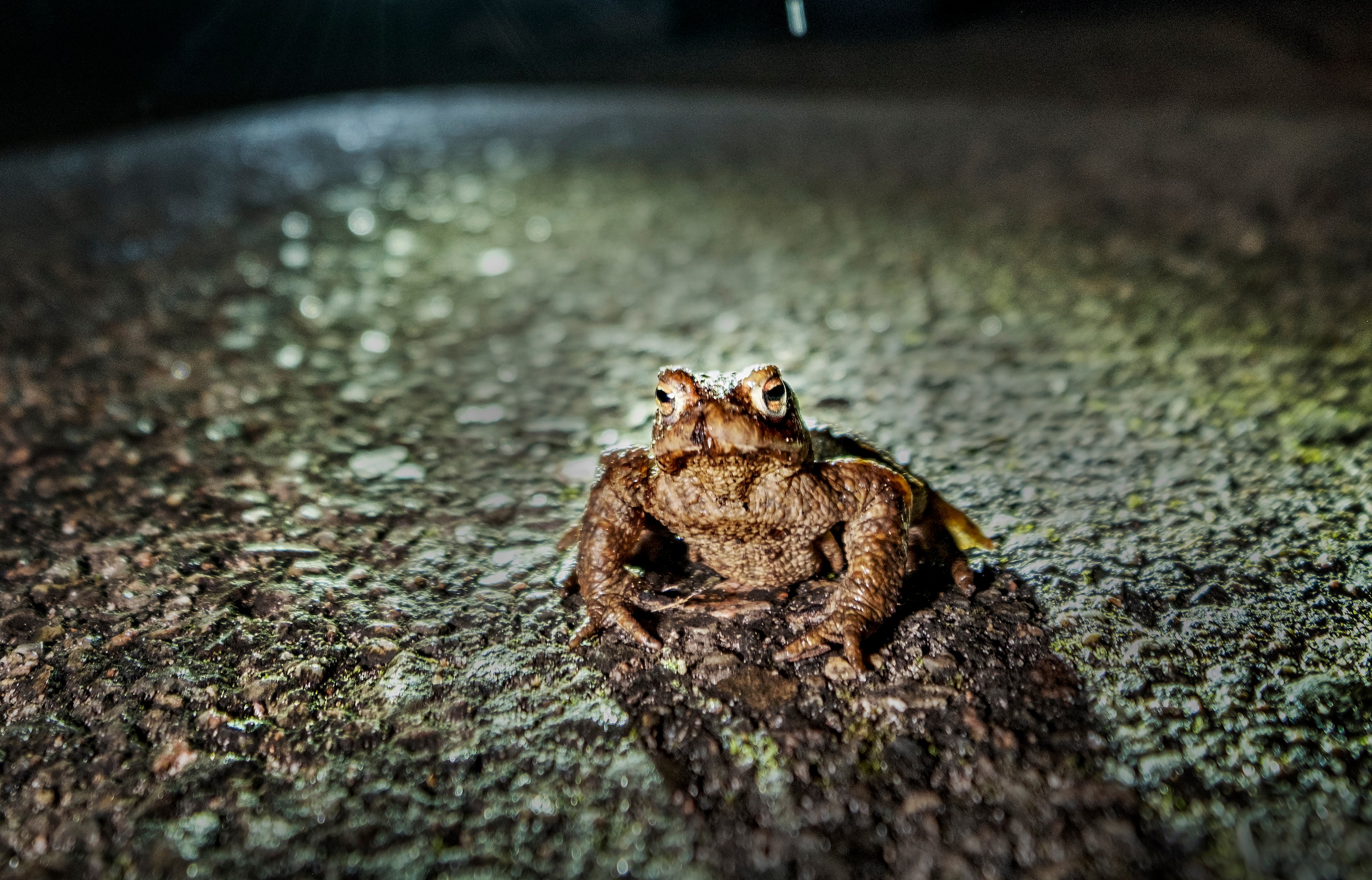 Tijdens de paddentrek is het zelden nog spits | Trouw