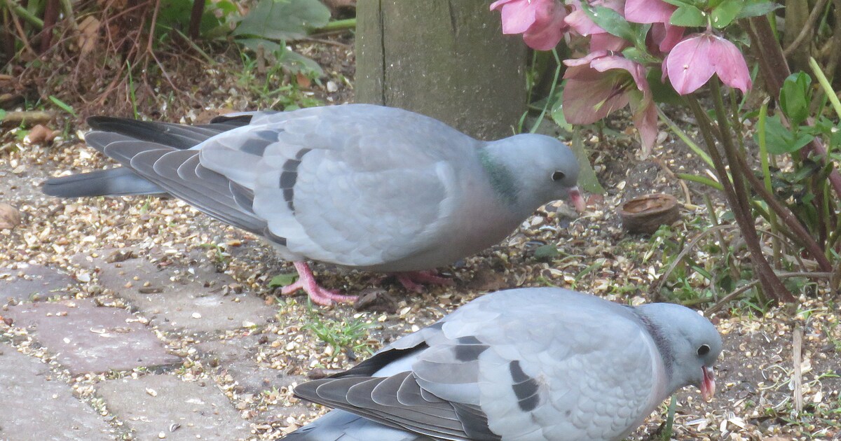 Holenduiven hebben zich na de zaaigoeddip in de jaren zestig redelijk ...