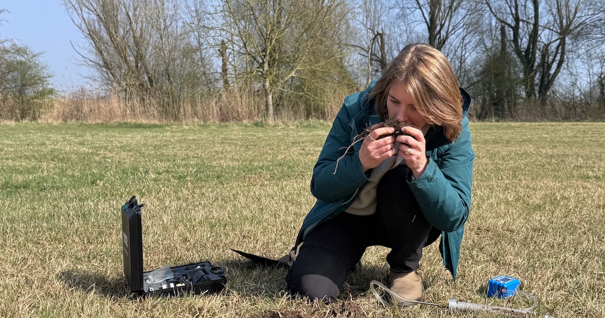 Vroeger rook de boer aan de grond: nu neemt een elektronische neus het ...