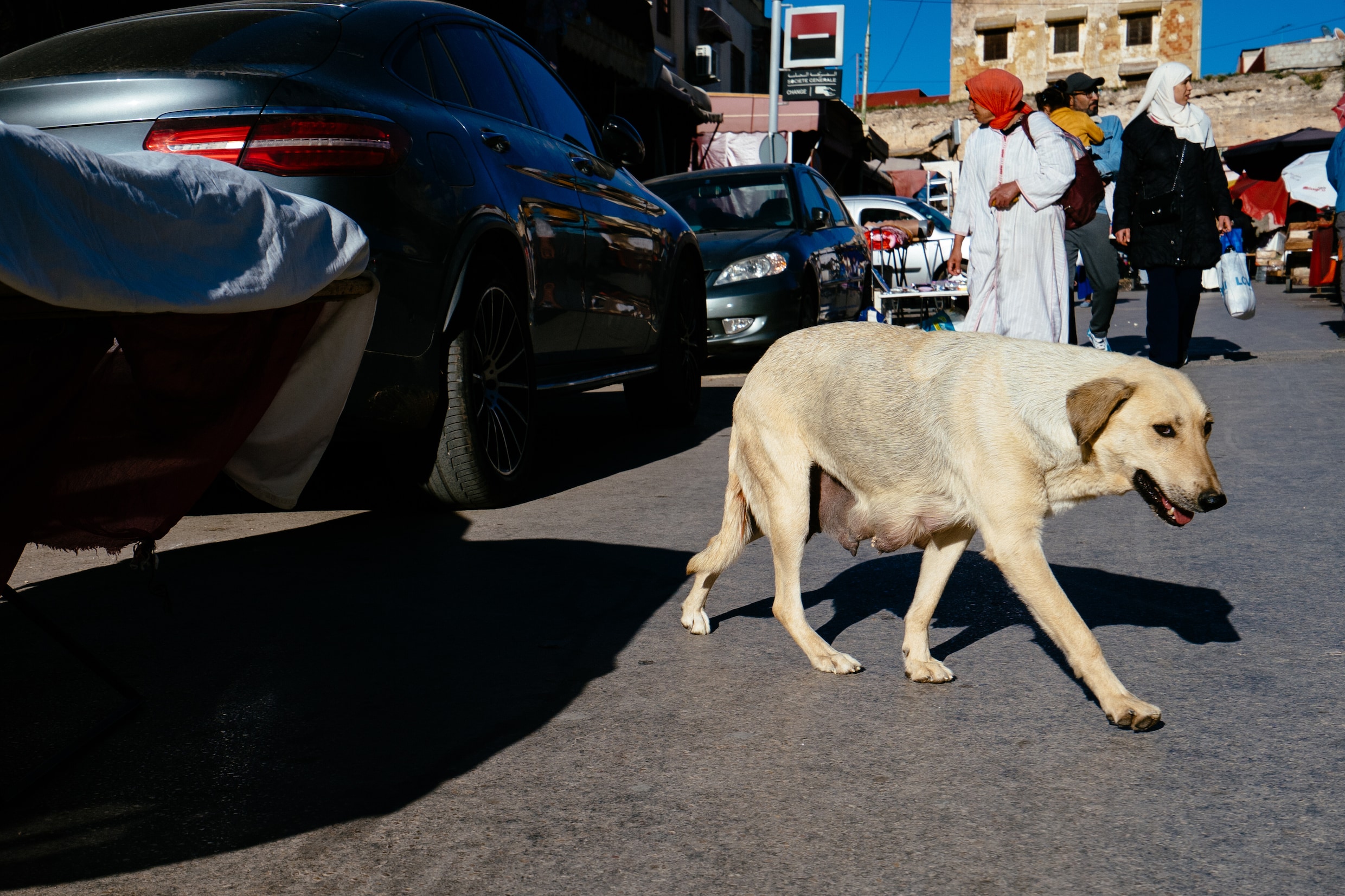 Marokko schiet massaal honden af in aanloop naar WK, zorgen over ...