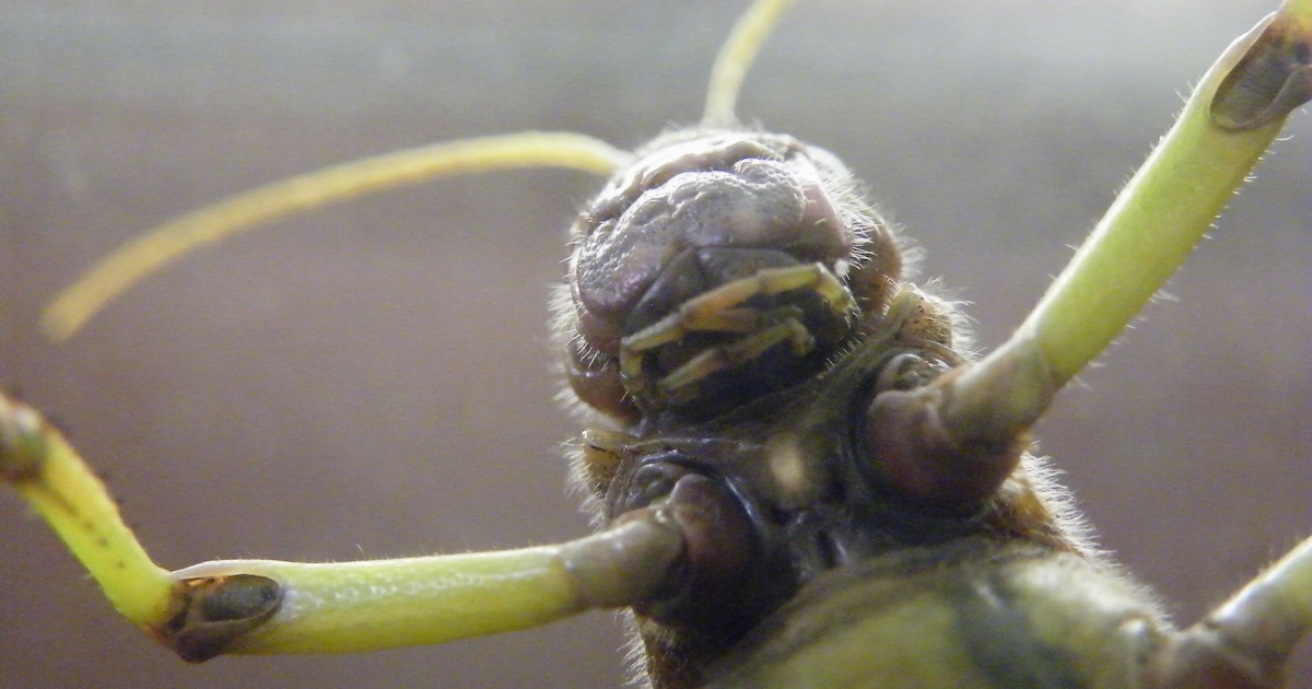 Het aantal insecten slinkt echt niet alleen door het weer | Trouw