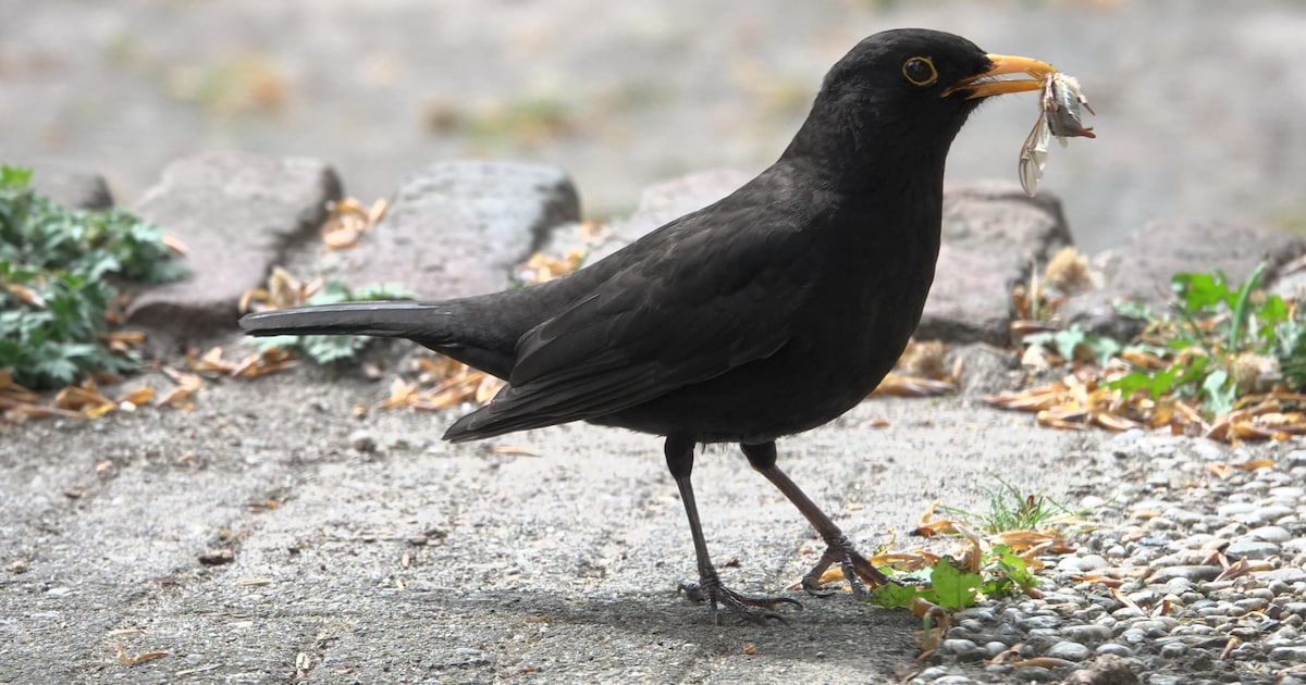 Meikevers zijn een lekkere maaltijd voor de merel | Trouw