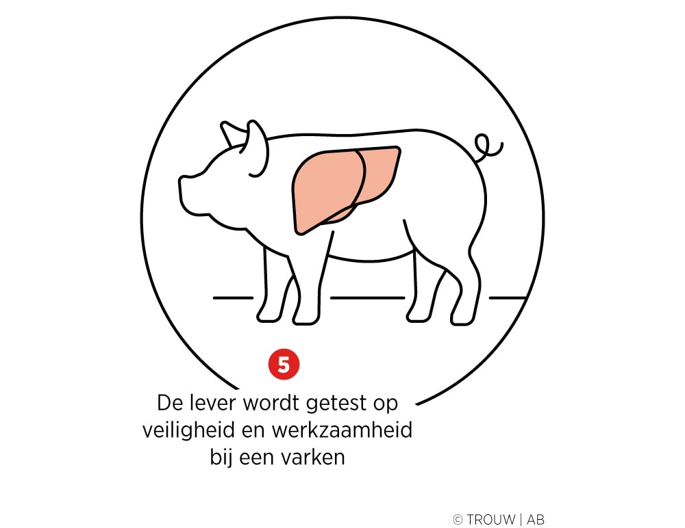Zo print je een lever. ‘Het is een kwestie van goed timen’ | Trouw