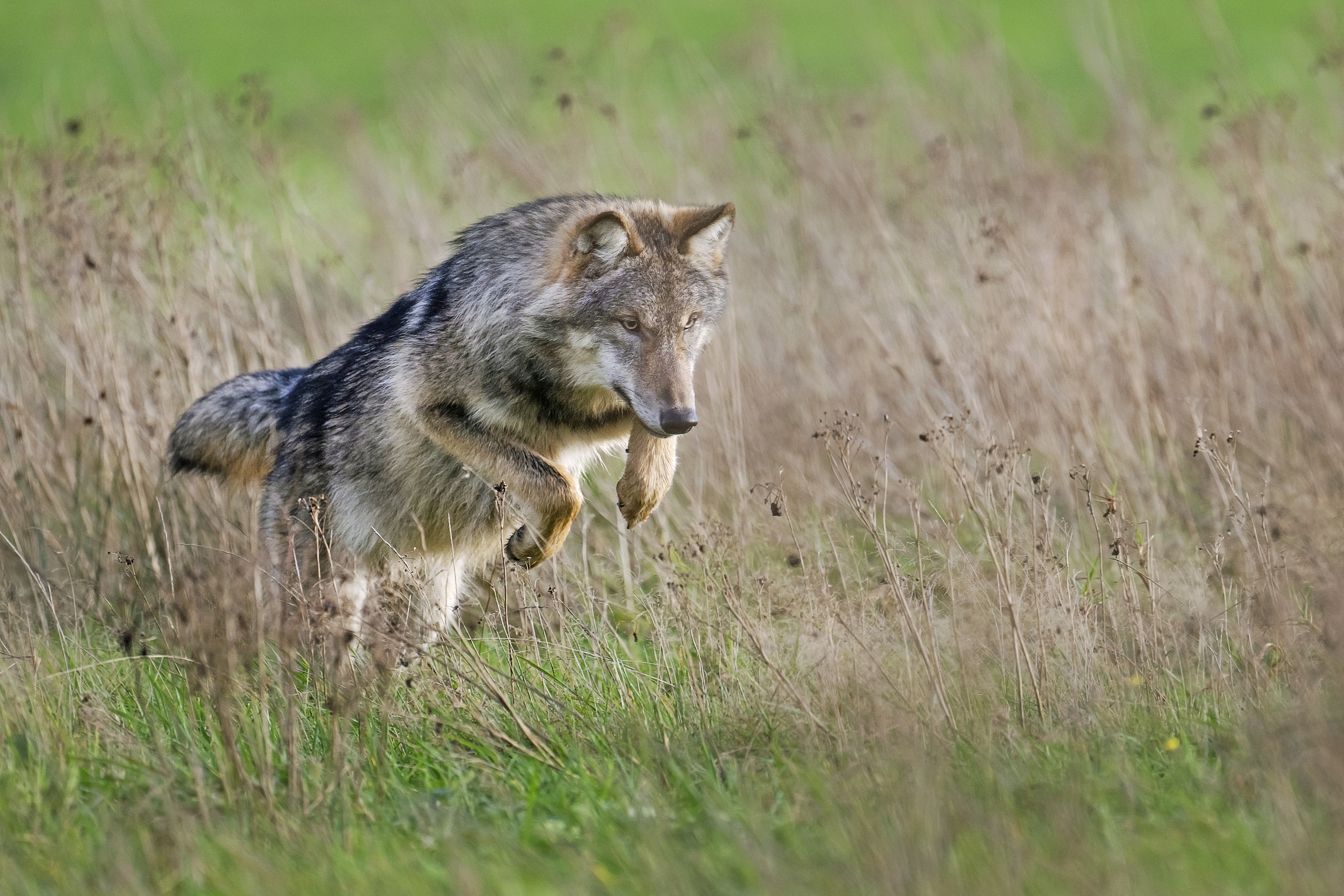 Dierenrechtenorganisaties naar de rechter om afschieten wolf Utrecht te ...