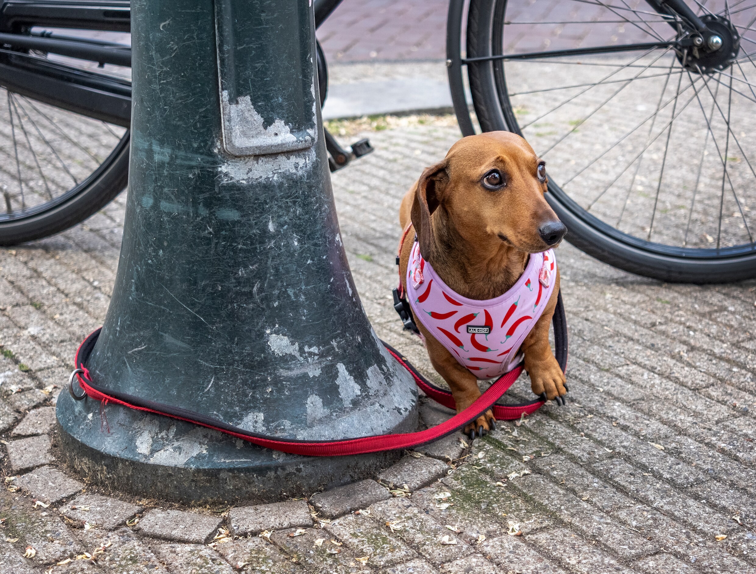 Maak kennis met modehondjes van nu: van teckel Camilla (4) tot ...