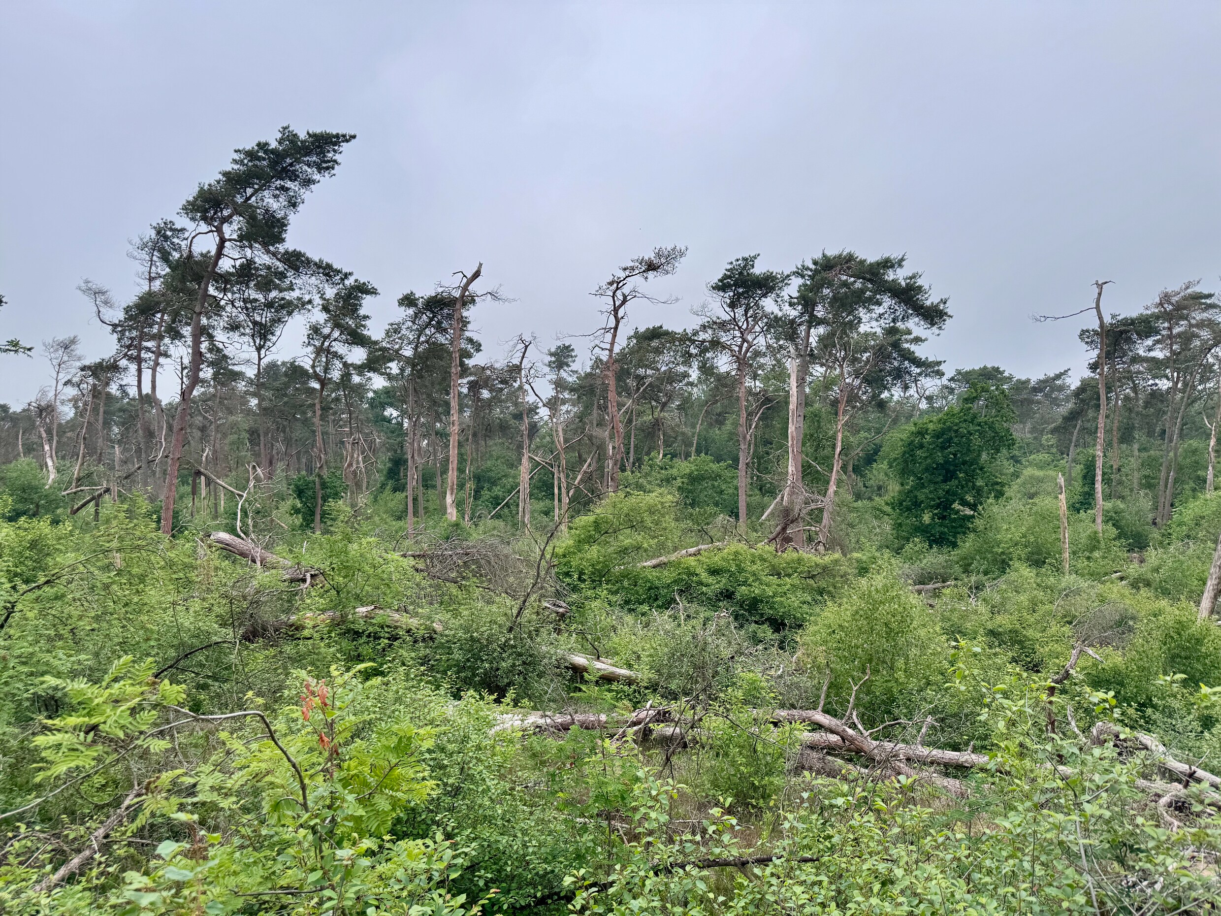 Natuur krijgt de vrije hand na de valwind in het Leersumse bos ...