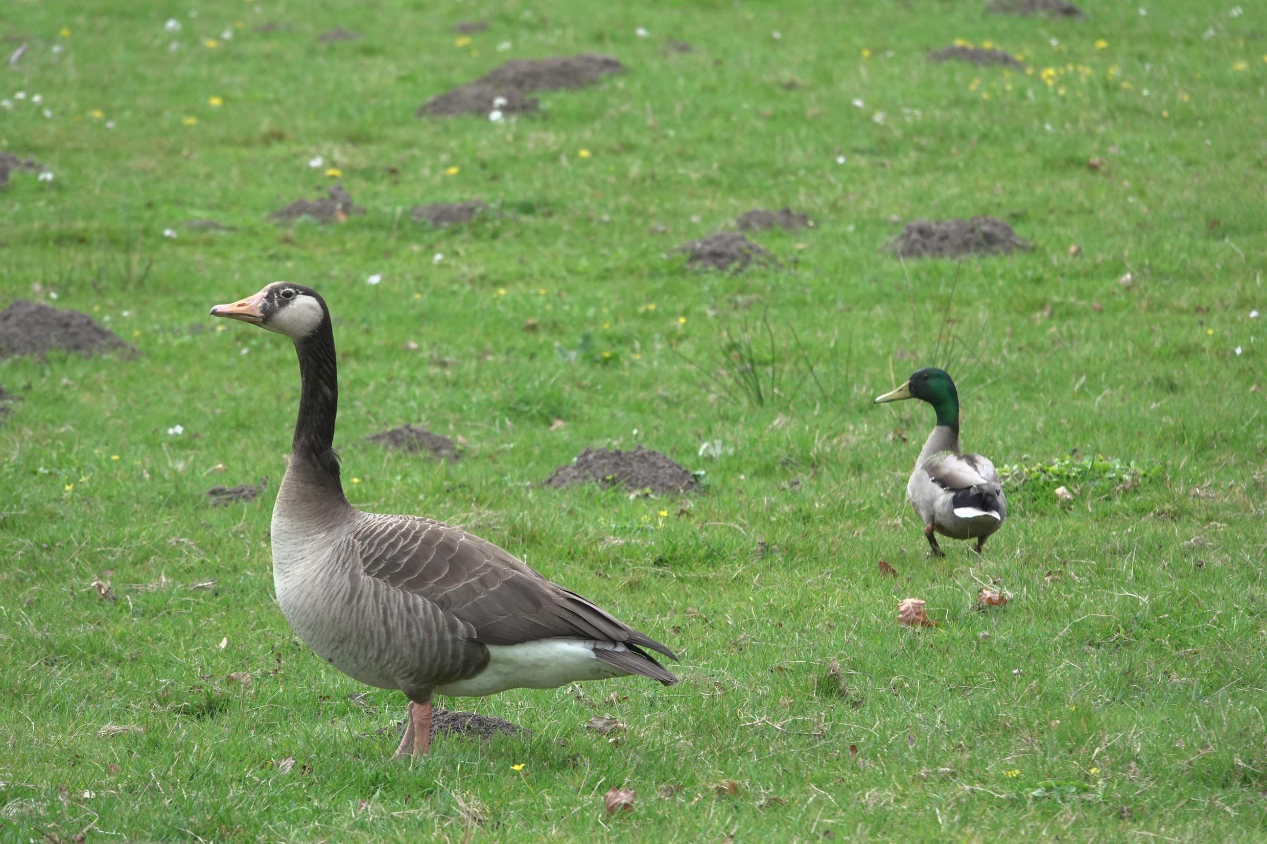 De avontuurlijke liefde tussen een gans en een eend | Trouw