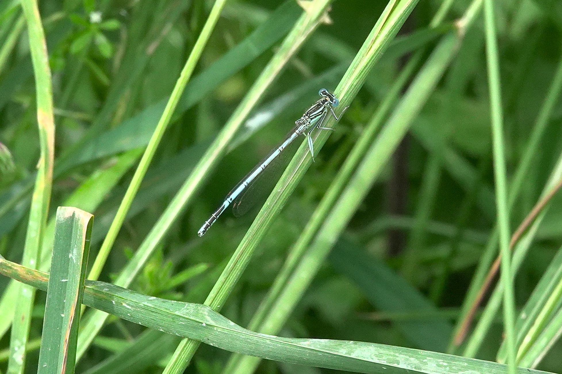 Brede blauwe scheenbenen | Trouw