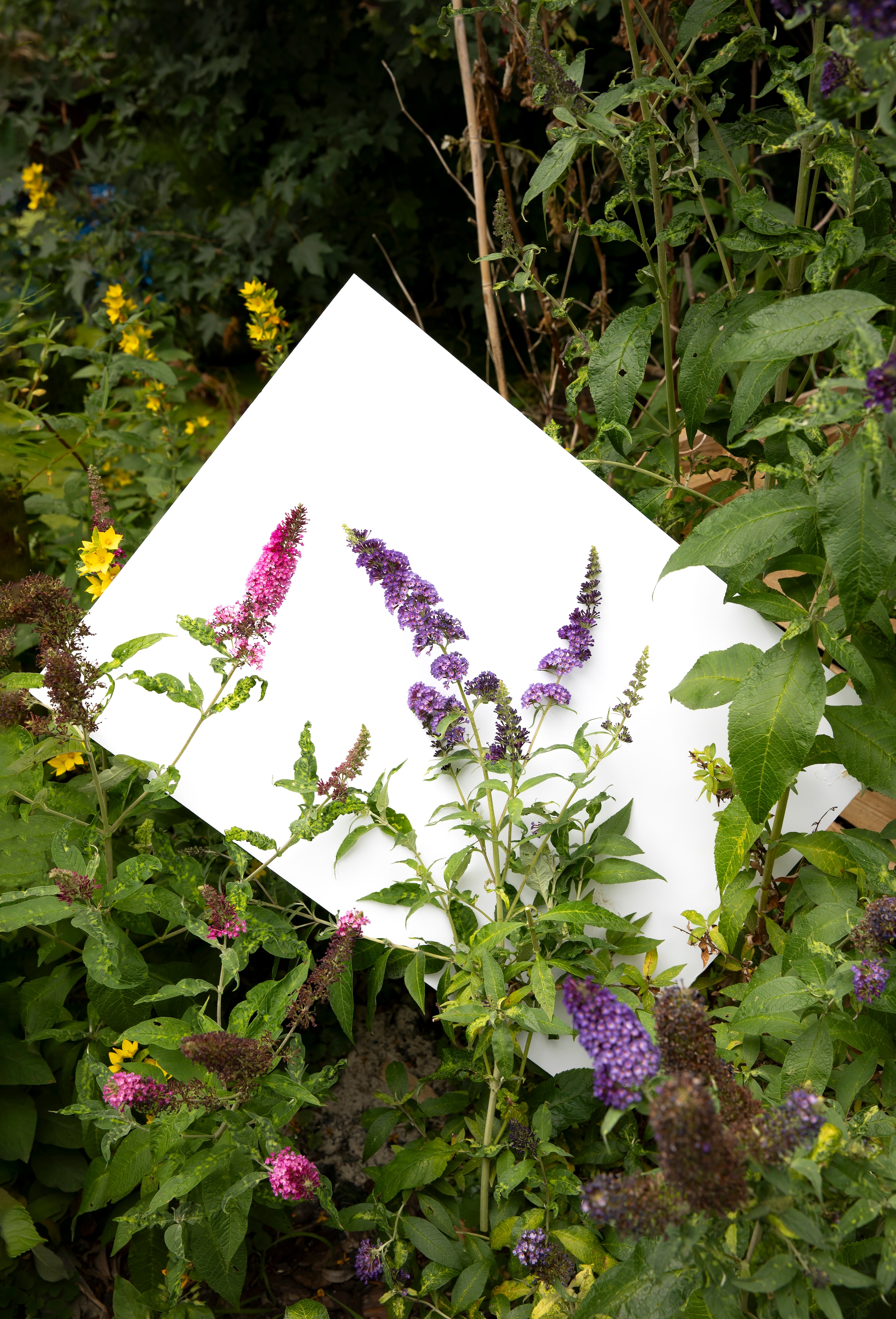 Exoten in de aanbieding: over de impact van uitheemse planten op de ...