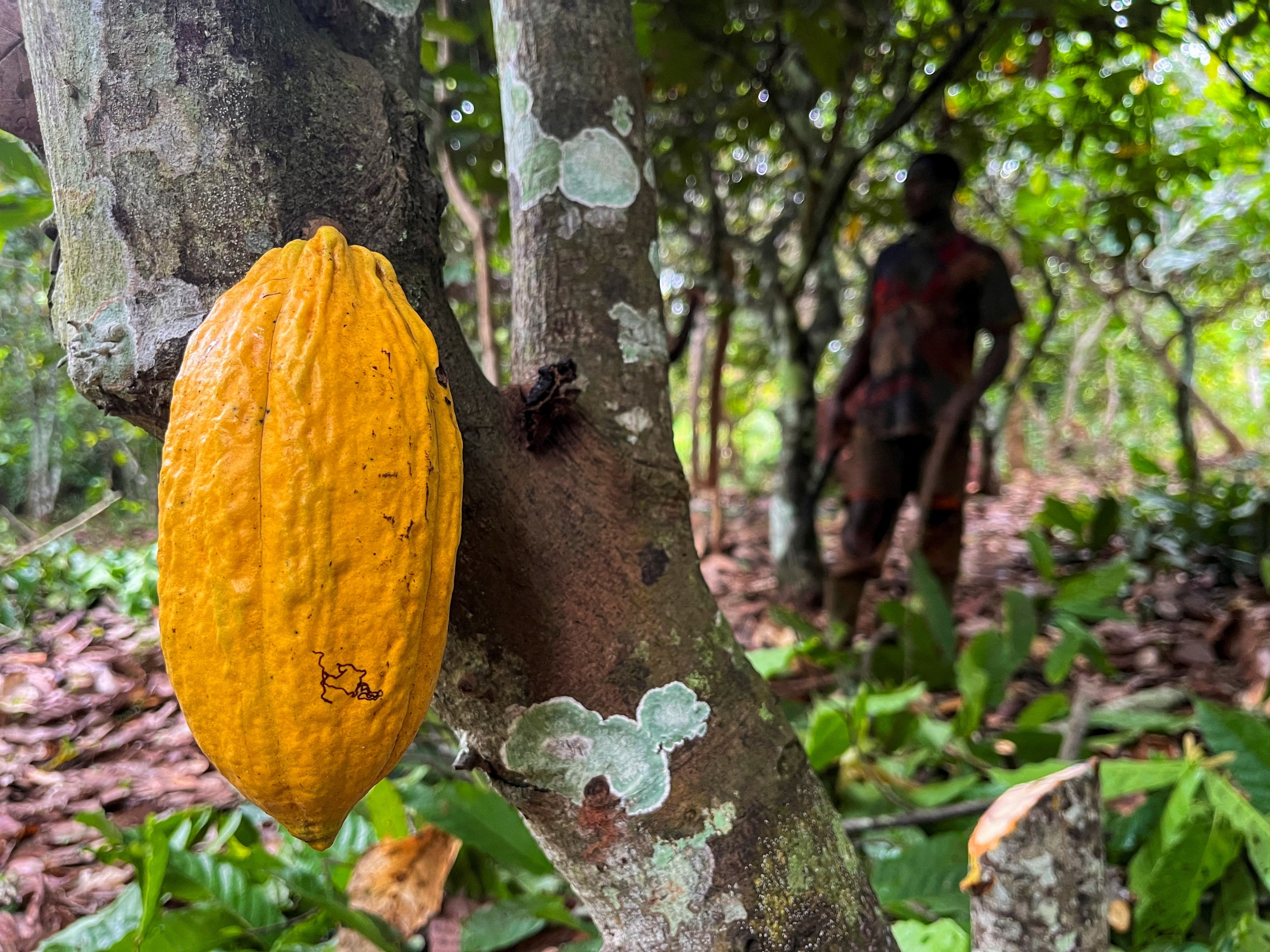 Cacaoboeren in Ivoorkust die Zwitserse chocolade eten? Dat moet anders ...
