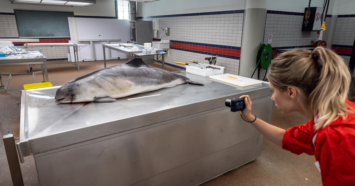 De bruinvis is een toppredator in moeilijkheden. ‘Een dood dier vertelt ...