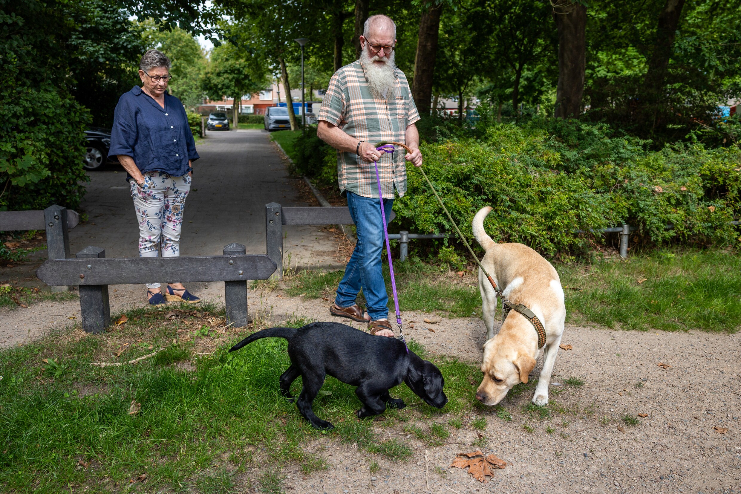 Hulphond zoekt gastgezin – hoe het systeem van blindengeleidehonden ...