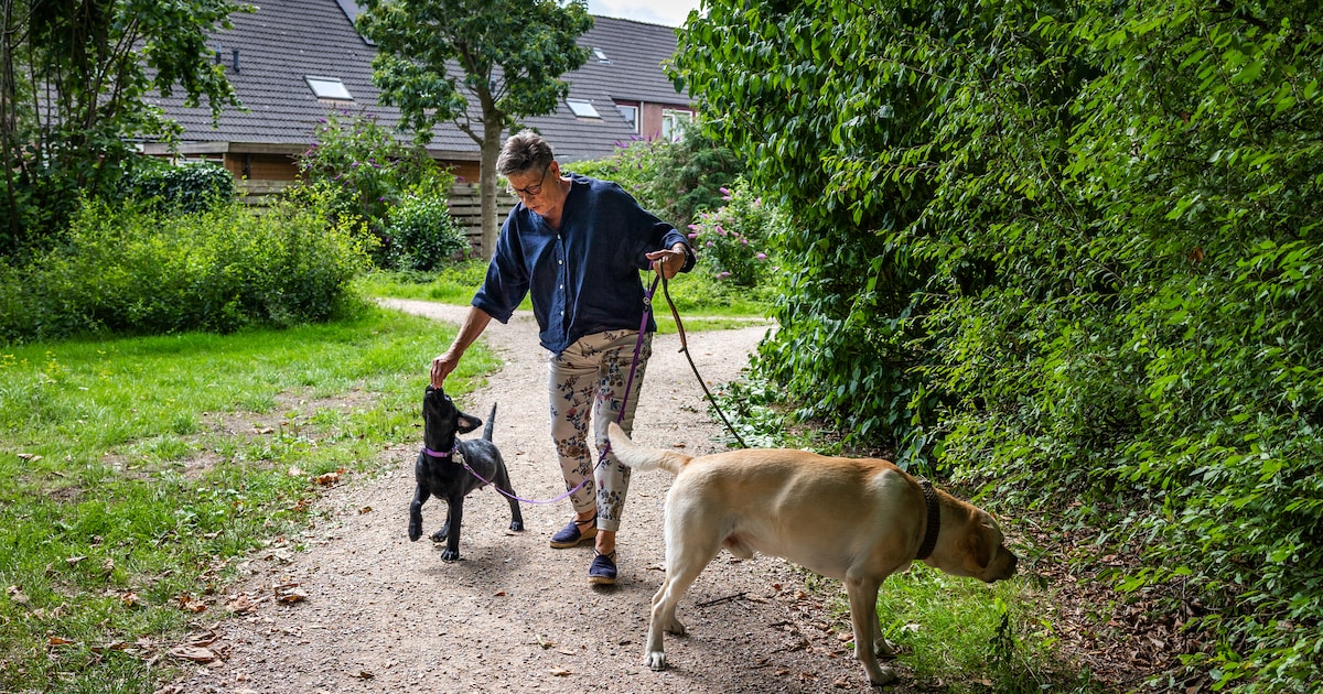 Hulphond zoekt gastgezin – hoe het systeem van blindengeleidehonden ...
