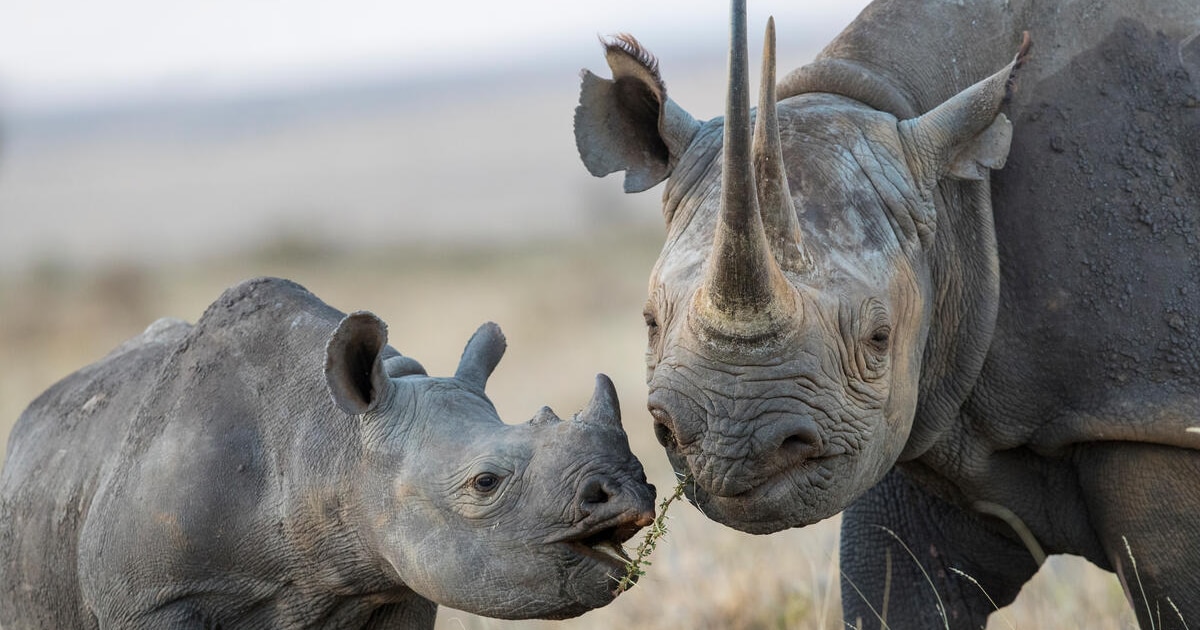 Het gaat beter met de zwarte neushoorn: in zeventien gebieden in Zuid ...