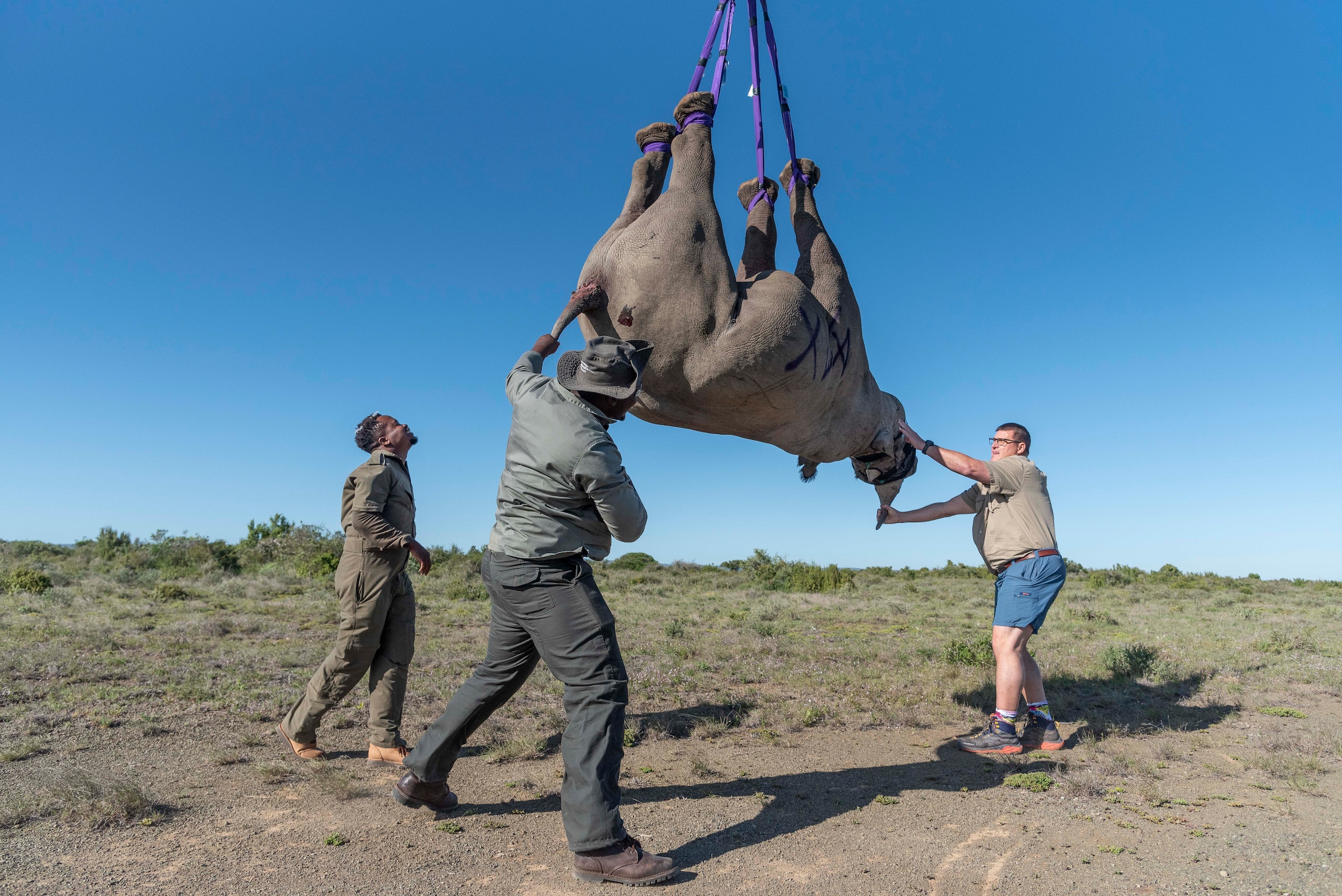 Het gaat beter met de zwarte neushoorn: in zeventien gebieden in Zuid ...