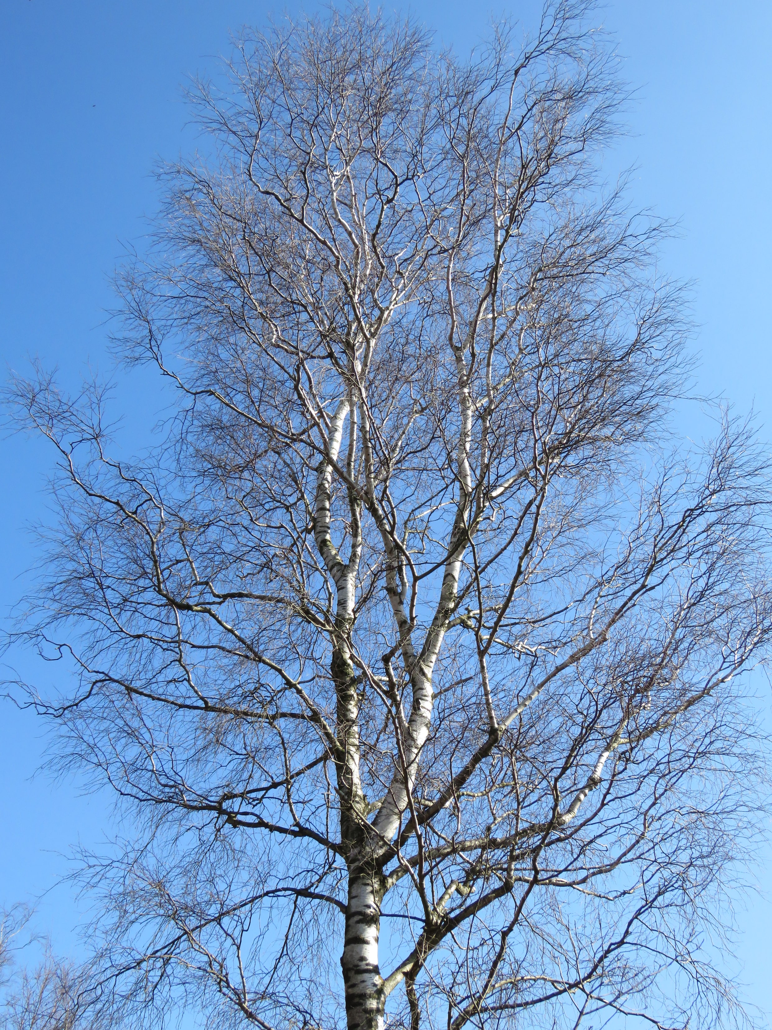 Hoe wild is de rode beuk? | Trouw