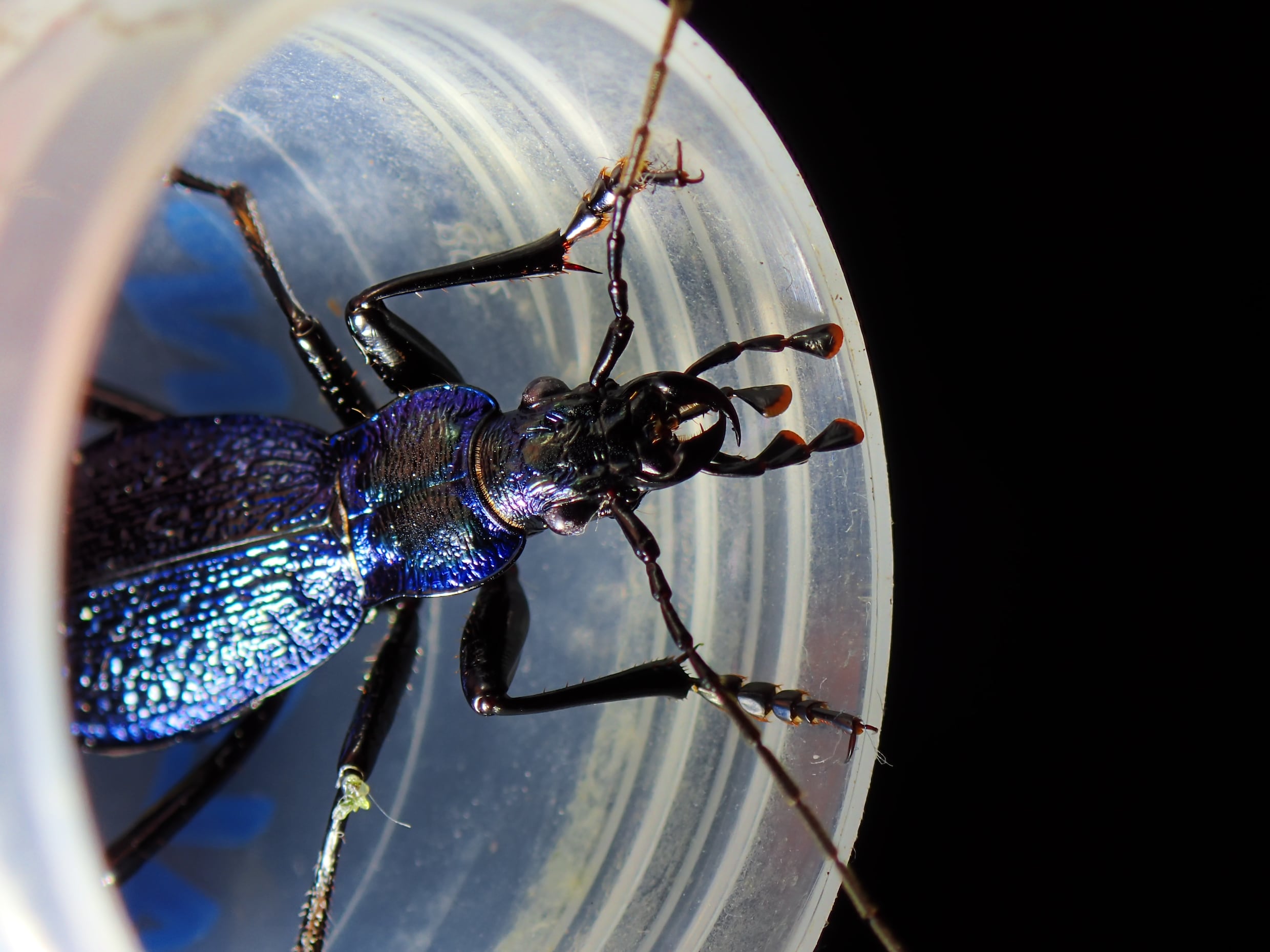 De mooiste natuurfoto’s uit de biologiewedstrijd: van charismatische ...