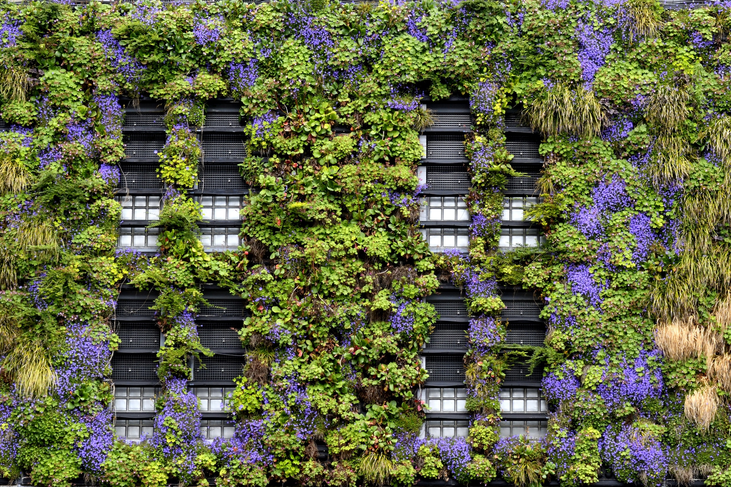 Met muren vol mos koel je gebouwen én de omgeving. ‘Beton daalt van 60 ...