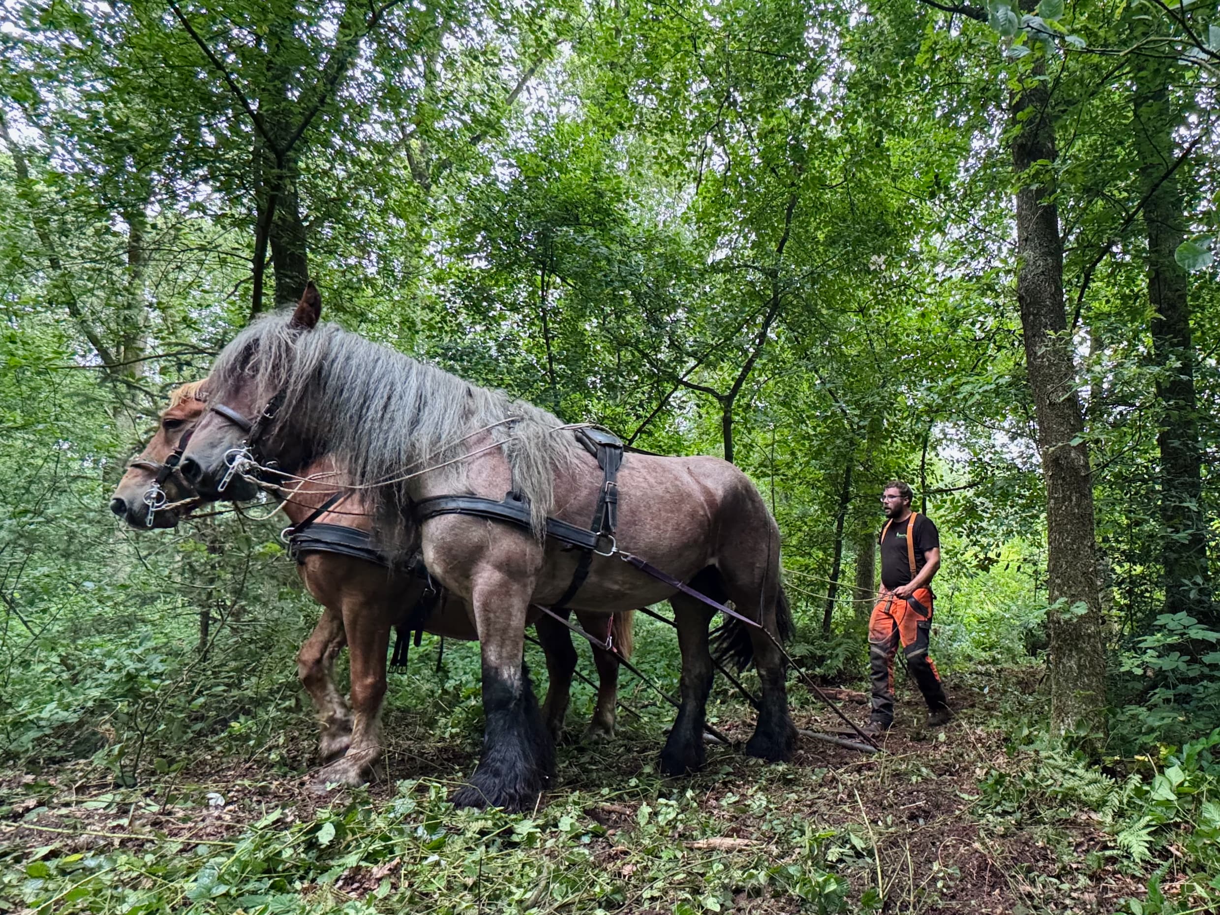 Paarden in plaats van tractoren: met de 2 pk van Lizaa en Ibis blijft ...