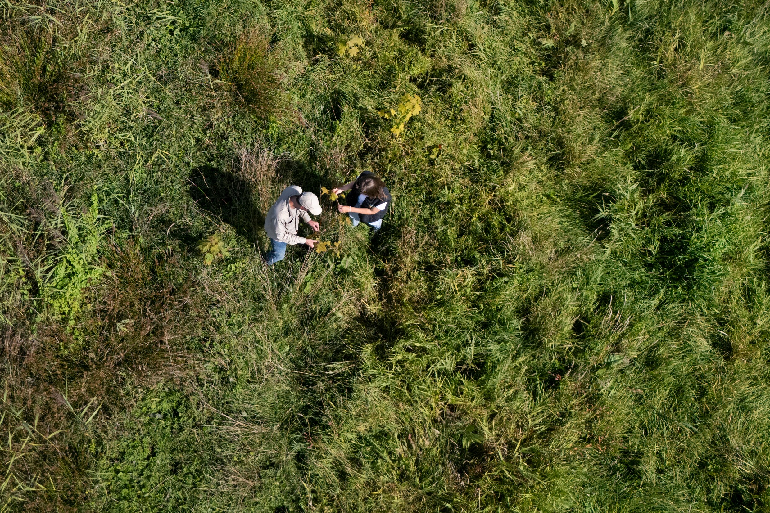 Via bomentinder kregen al 2,5 miljoen weesboompjes een nieuwe plek om ...