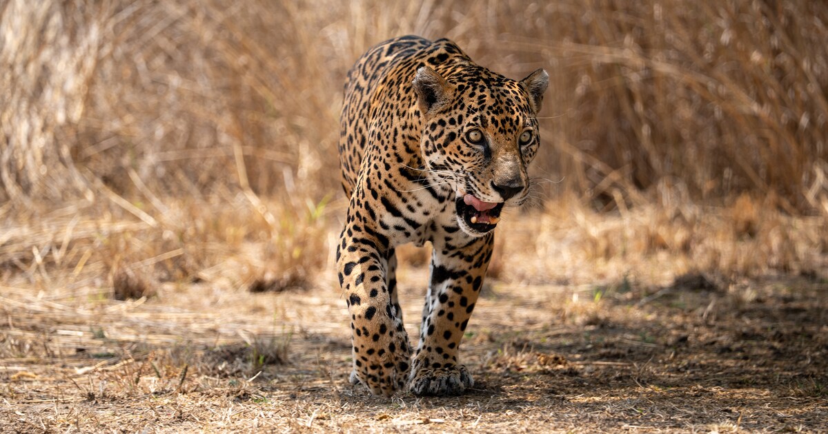 In Mexico sluipen er weer meer jaguars door het struikgewas, en dat is ...