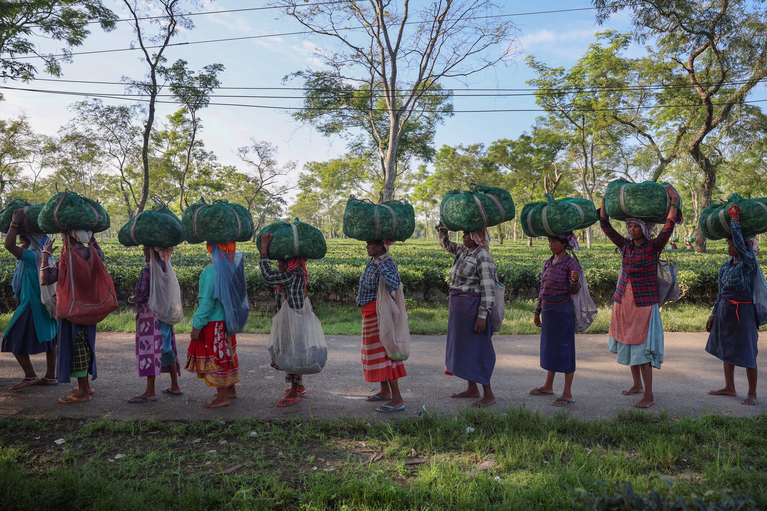 Het is zo heet in Assam, dat de theedrogers elk half uur moeten ...