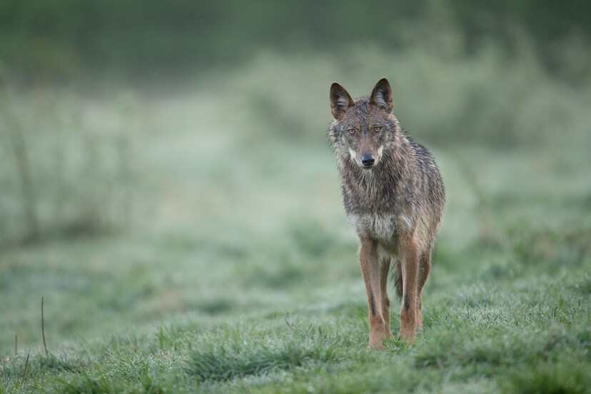 Duitse wolvenexpert Gesa Kluth:‘Het had nooit zover mogen komen met ...
