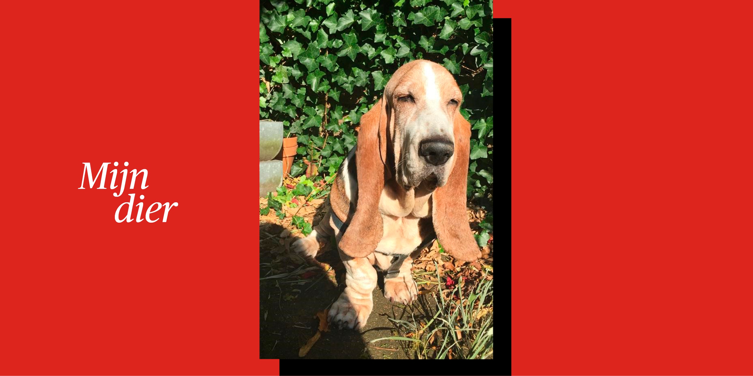 Opnieuw zo’n gekke hond als Bommel in huis? Jeannette moet er niet aan ...