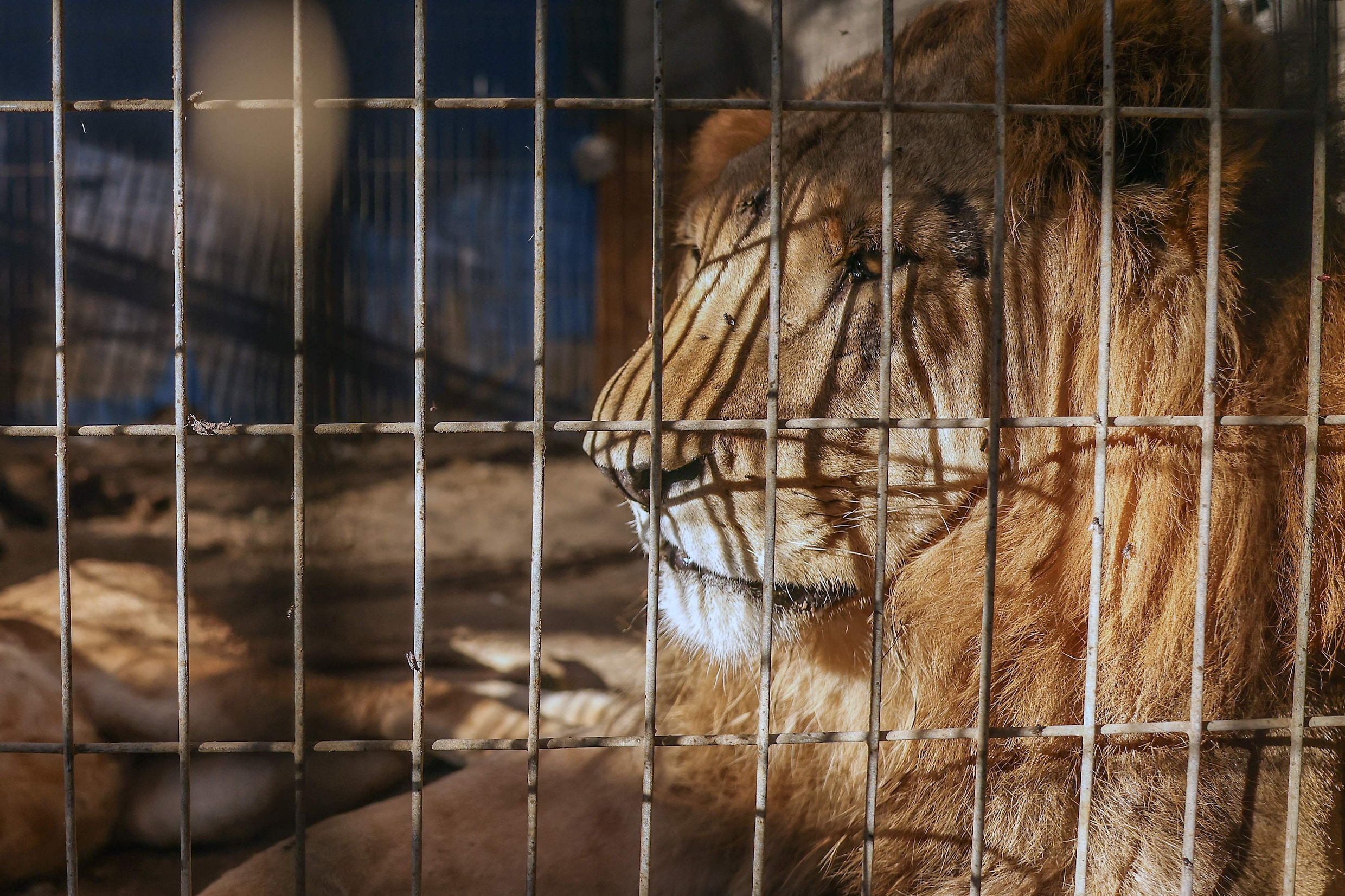 Terwijl de dieren van Rafah Zoo honger lijden, klinken in de verte ...