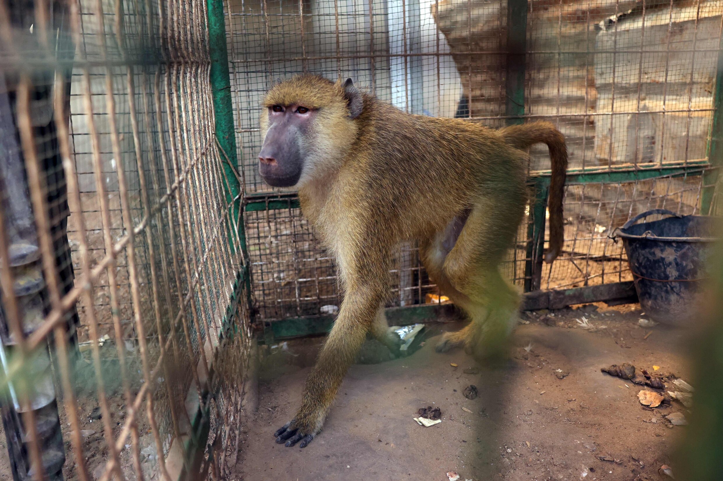 Terwijl de dieren van Rafah Zoo honger lijden, klinken in de verte ...