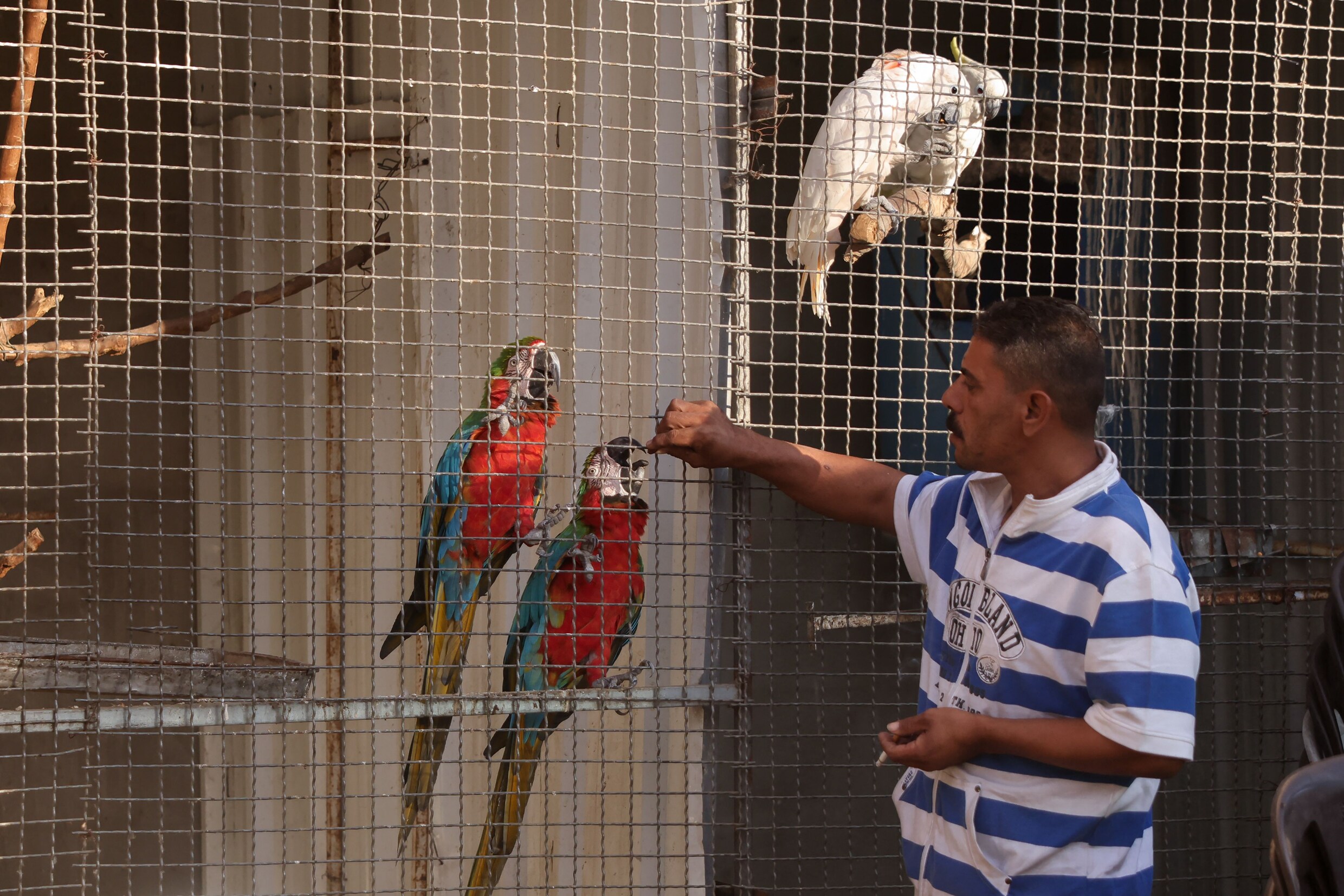 Terwijl de dieren van Rafah Zoo honger lijden, klinken in de verte ...