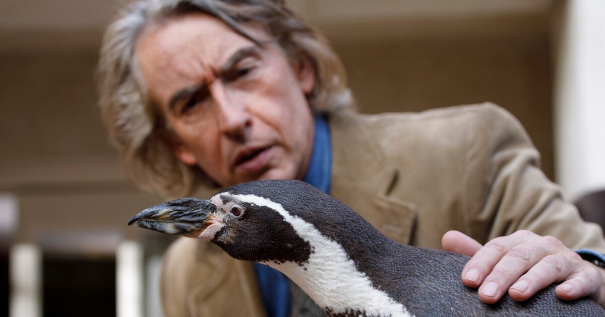 Recensie: In luchtig feelgooddrama ‘The Penguin Lessons’ treedt een ...