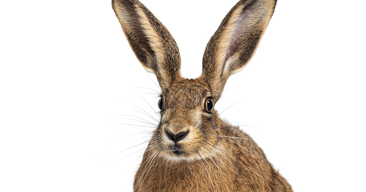 Wat doet het met een mens als je een haas in huis neemt? | Trouw