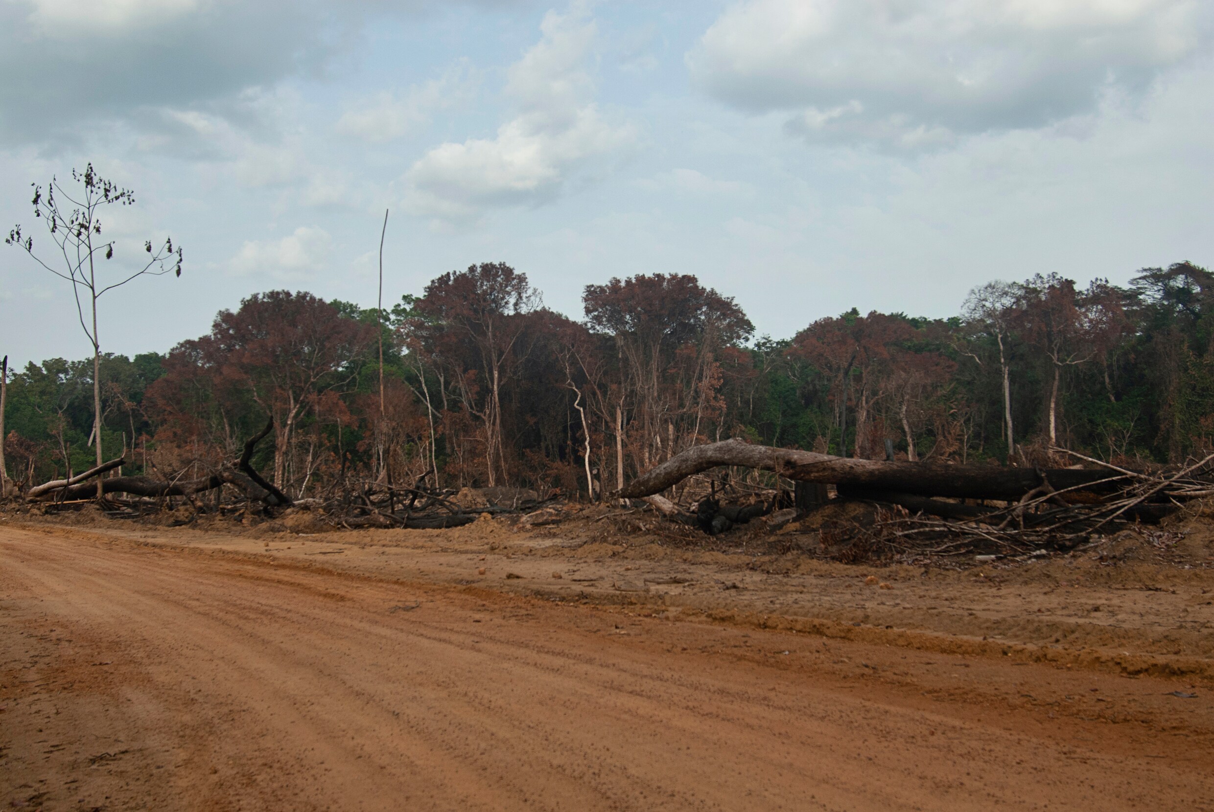 Cacaokoorts leidt ook in Liberia tot verwoesting van het woud | Trouw