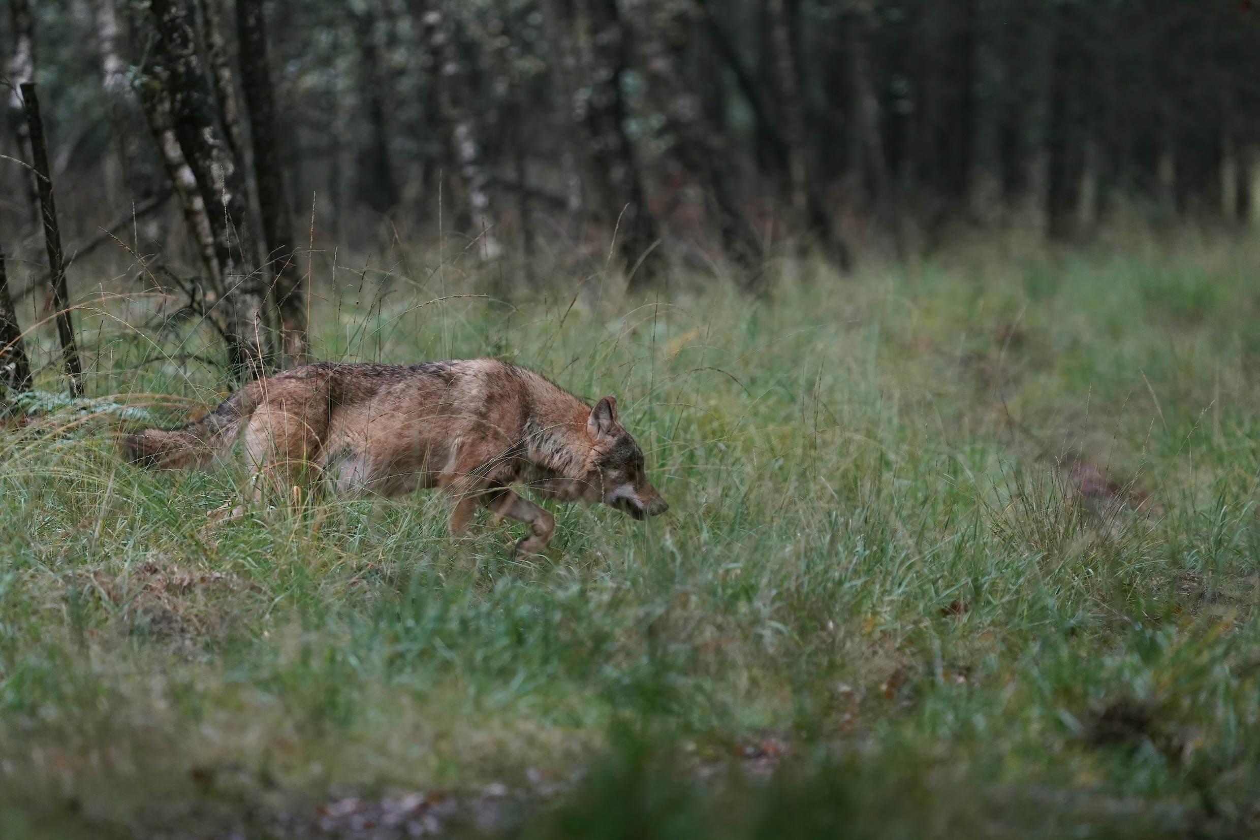 Bram (± 2021-2025) is dood. De wolf die Nederland een spiegel voorhield ...
