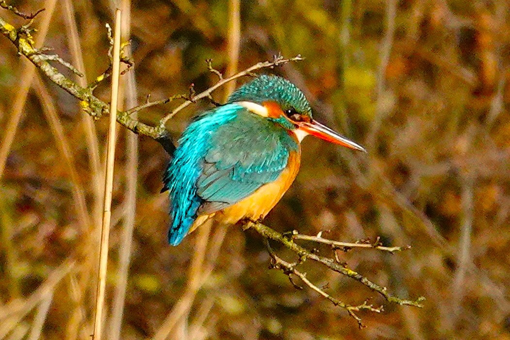 De ijsvogel verveelt nooit | Trouw