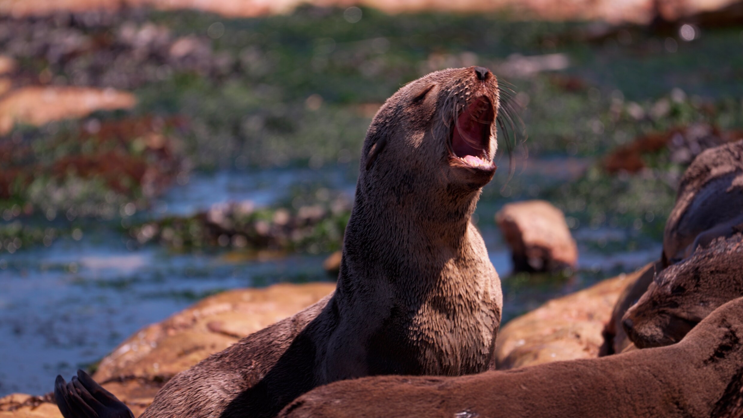 Nu pelsrobben hondsdol kunnen worden, zijn ook andere zeezoogdieren in ...