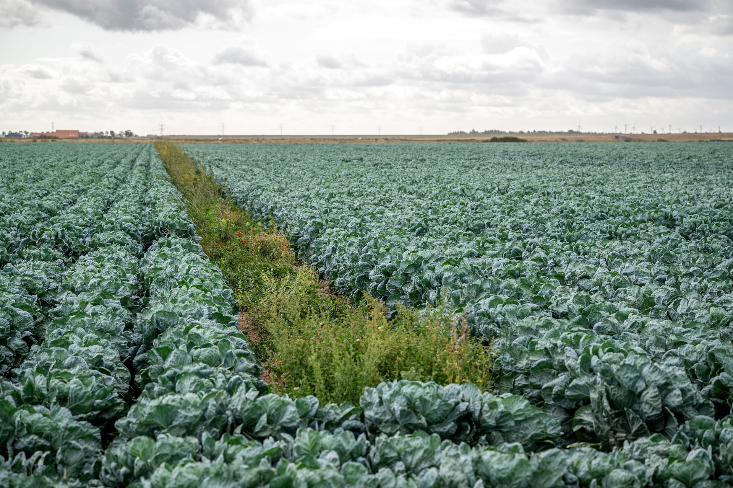 Een leuk landschap loont niet vanzelf. ‘Als je wilt innoveren heb je ...